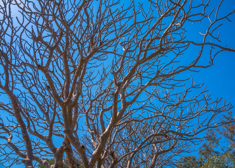 Plumeria tree with no leaf stock photo. Image of travel - 51305306