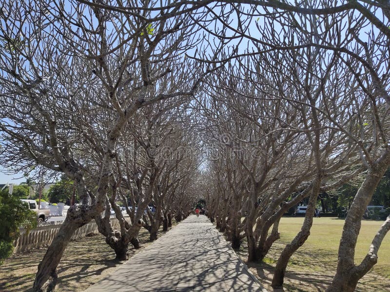 Plumeria Tree Plant Tree Branch Arbor Stock Photo - Image of arbor ...