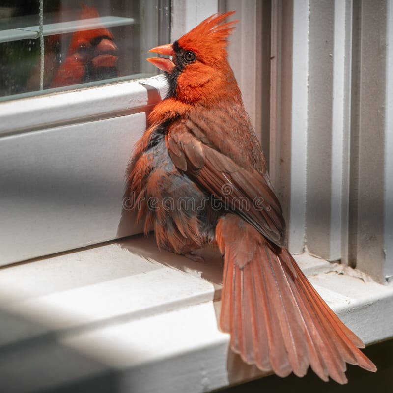 Plump Cardinal Fights Its Reflection on Window Ledge Stock Photo ...