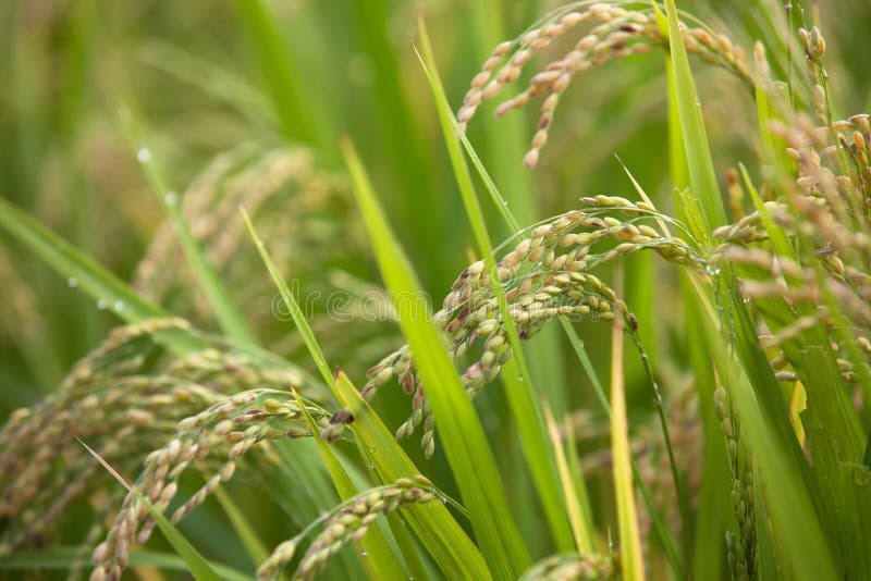 The Plump Ears of Rice in the Rice Fields Hang Down Stock Photo - Image ...