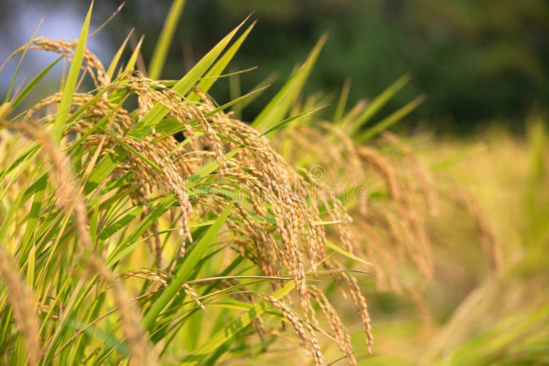 The Plump Ears of Rice in the Rice Fields Hang Down Stock Image - Image ...