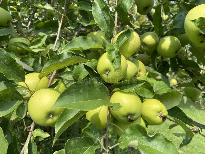 Plump Green Apples Ready for Harvest in Summer Stock Image - Image of ...