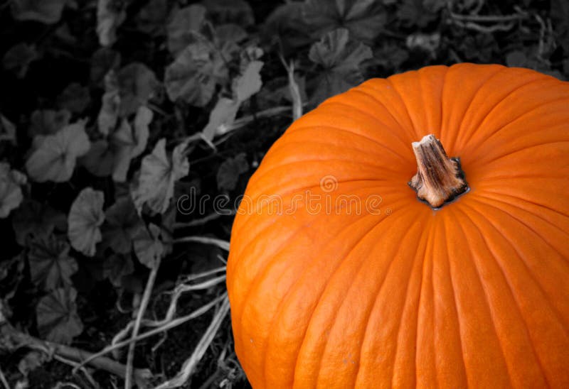 Plump Pumpkin in an Autumn Pumpkin Patch Stock Image - Image of ...