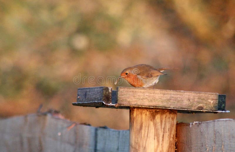 Plump Robin on bird table stock image. Image of bird - 304127133