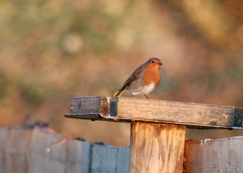 Plump Robin on bird table stock photo. Image of table - 304127264