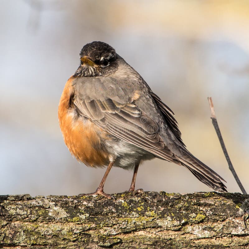 Plump Robin Perched on Tree Branch Stock Photo - Image of nature ...