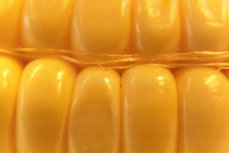 Close Up of Corn Silk Nestled between Raw Kernels Stock Photo - Image ...