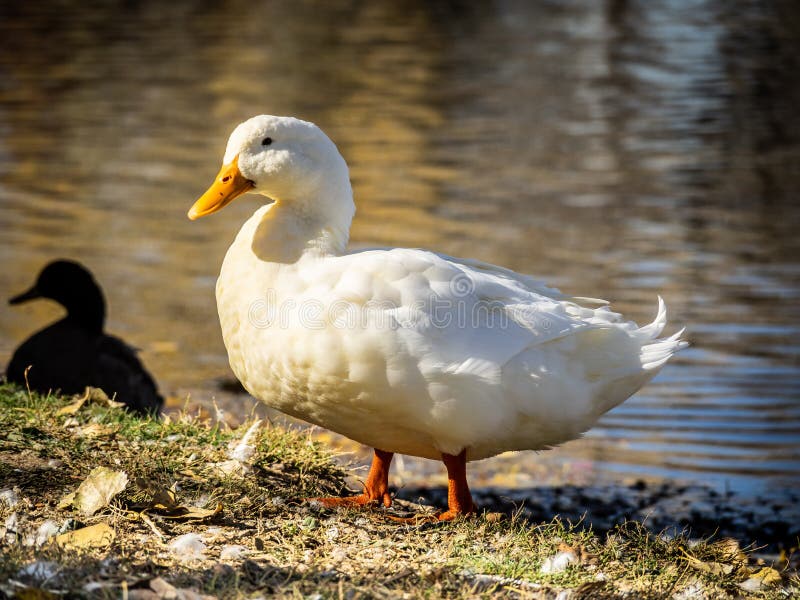 White Duck and Shadow stock image. Image of grass, duck - 142657151