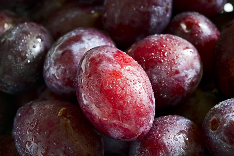 Plums stock photo. Image of ripe, tree, food, season - 11027654