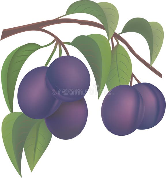 Tree Plums Stock Illustrations – 2,456 Tree Plums Stock Illustrations ...