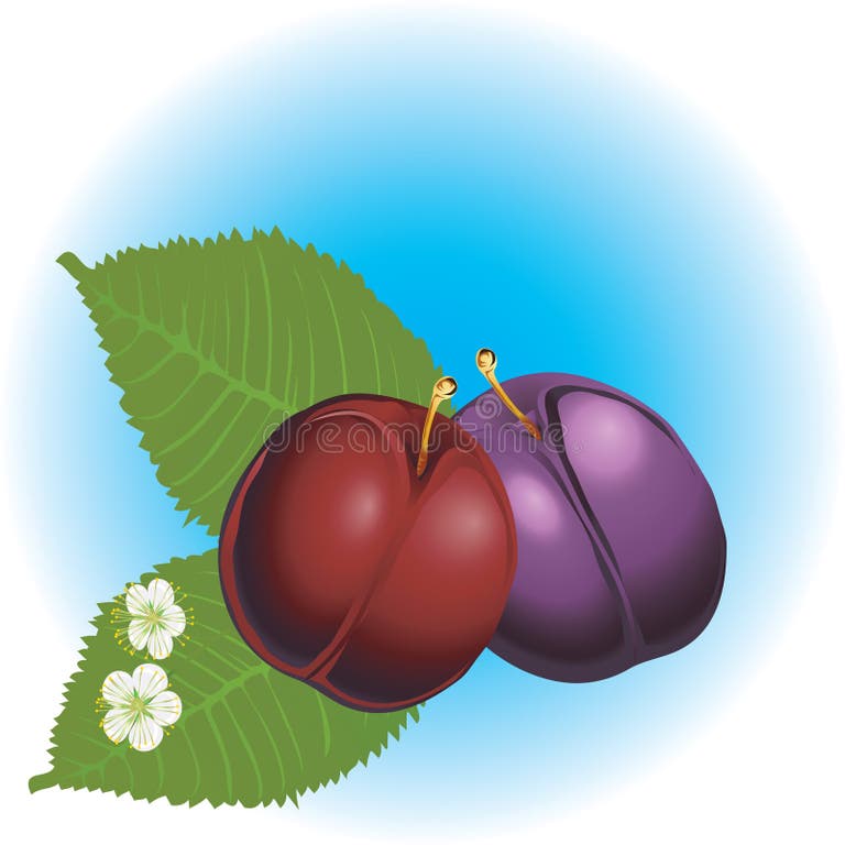 Cartoon Plums Stock Illustrations – 2,483 Cartoon Plums Stock ...