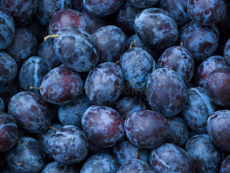 Plums stock image. Image of healthy, purple, plum, round - 26646637