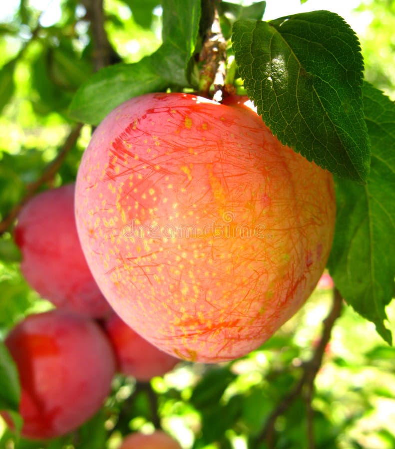 Ripe Big Red Plums Growing on a Tree Branch Stock Image - Image of ...