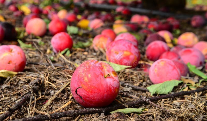 Plums fallen on ground stock image. Image of ground, fruit - 54610267