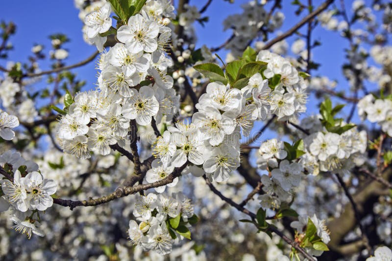 Plums flower stock image. Image of petal, color, blooming - 94269529