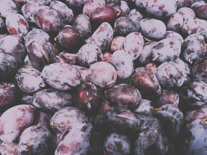 Only plums stock photo. Image of vegetable, fruit, meat - 194148176