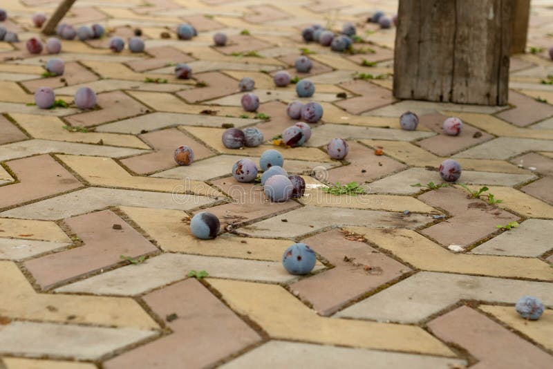 Plums on the ground. stock image. Image of orchard, perspective - 65948137