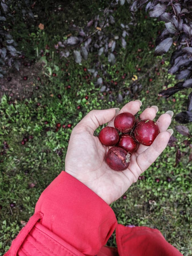 Plums in hand stock photo. Image of flower, plum, person - 230561826