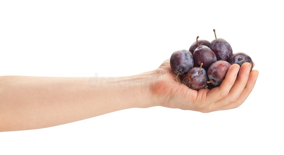 Plums in Hand Path Isolated Stock Image - Image of nutrition ...