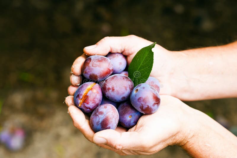 Plums in the hands of stock photo. Image of ripe, body - 26288286