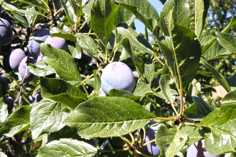 Plums and Leaves Holding in a Branch of a Plumb Tree Stock Photo ...