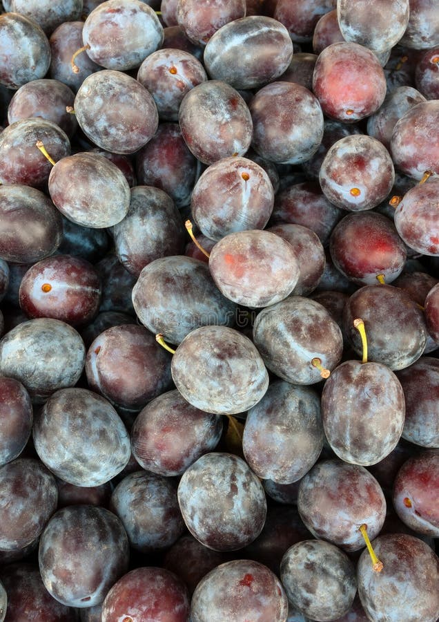 Plums stock photo. Image of ripe, food, summer, plum - 58666088