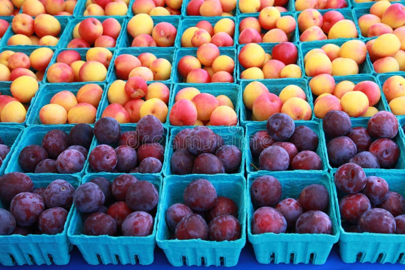 Nectarines stock image. Image of market, fruit, nectarine - 97744291