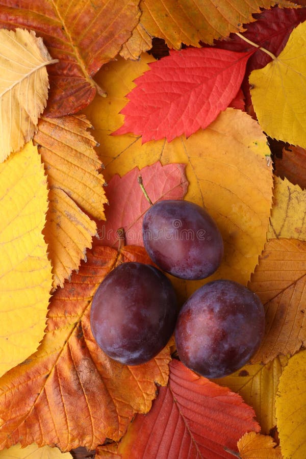 Plums over autumn leaves stock image. Image of purple - 45117409