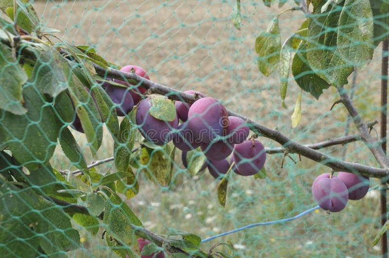 Plums Protected from Birds by a Net Stock Photo - Image of crop ...