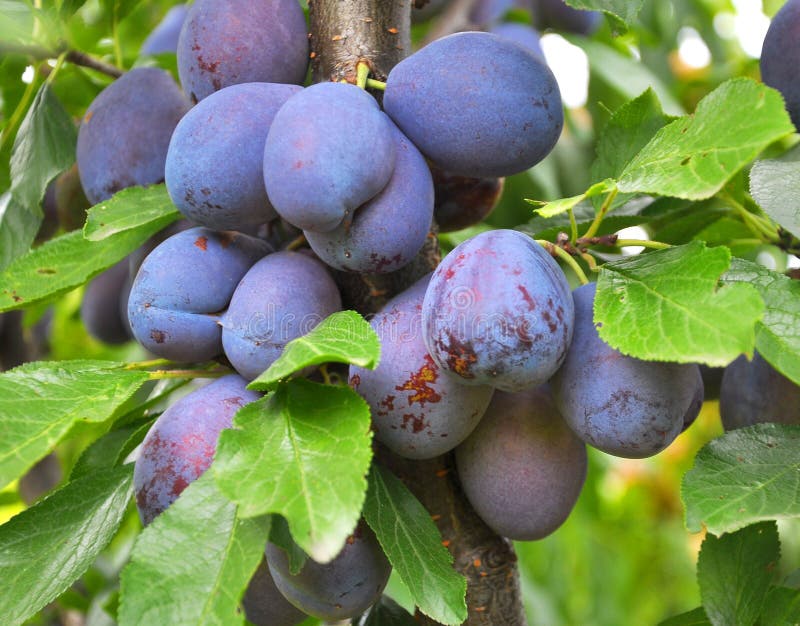 Plums Ripen on a Tree Branch Stock Photo - Image of purple, agriculture ...