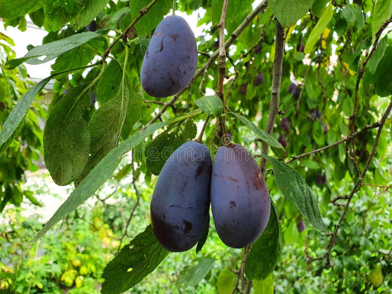Plums Ripening in the Garden Stock Image - Image of organic ...