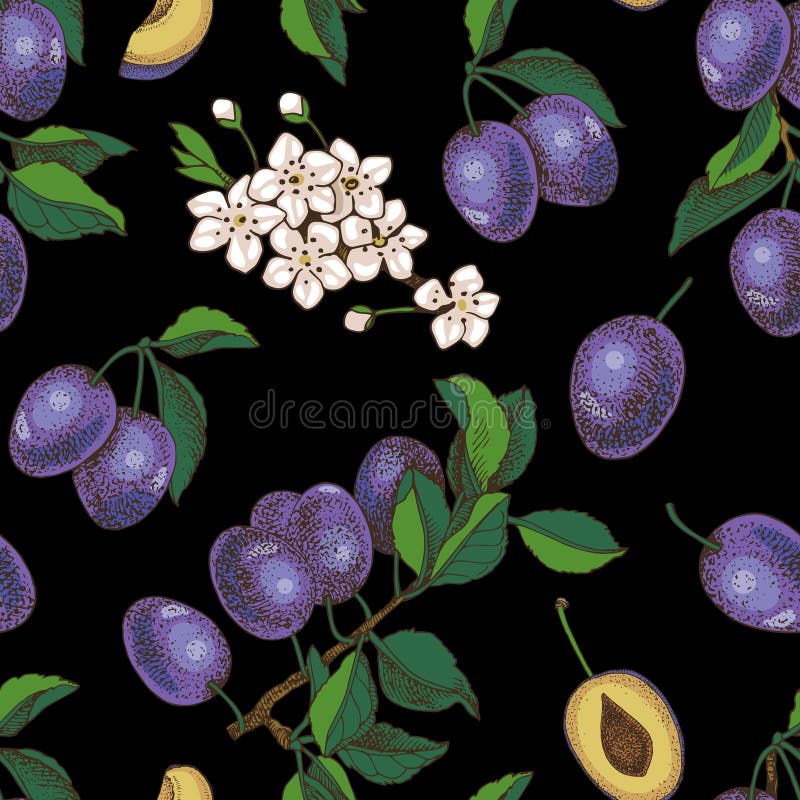Plums Seamless Pattern Vector Illustration Stock Vector - Illustration of element, vegetarian ...