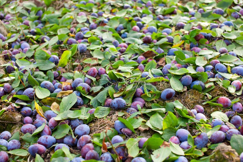 Plums Shaken Down at Harvest Stock Image - Image of garden, healthy ...
