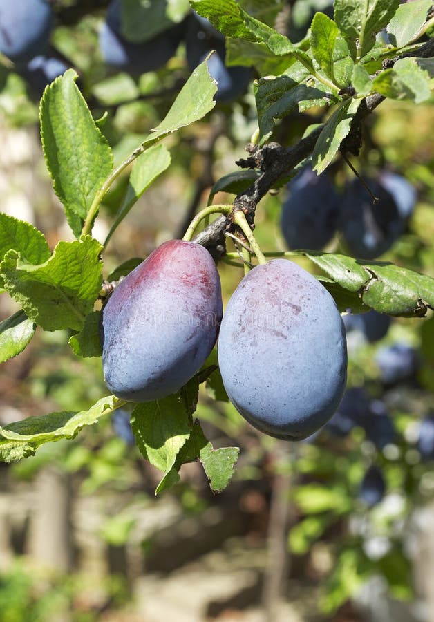 Plums on tree stock photo. Image of blue, healthy, juicy - 15881504