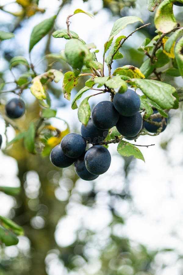 Plums on tree branch stock image. Image of tree, fruit - 289301269