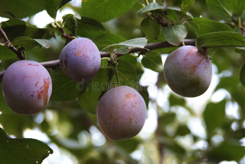 Plums stock photo. Image of white, fruit, prunus, nutritious - 2629838