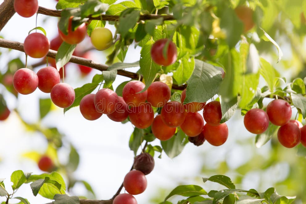 Plums on the Tree in Nature Stock Image - Image of fall, fruit: 89388861