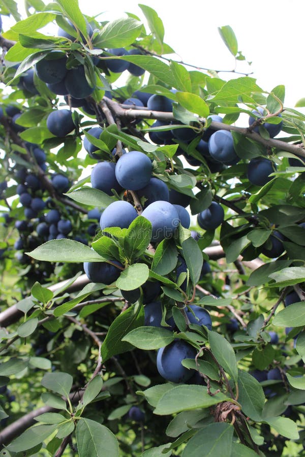 Plums in tree stock photo. Image of nature, tree, plums - 255751210