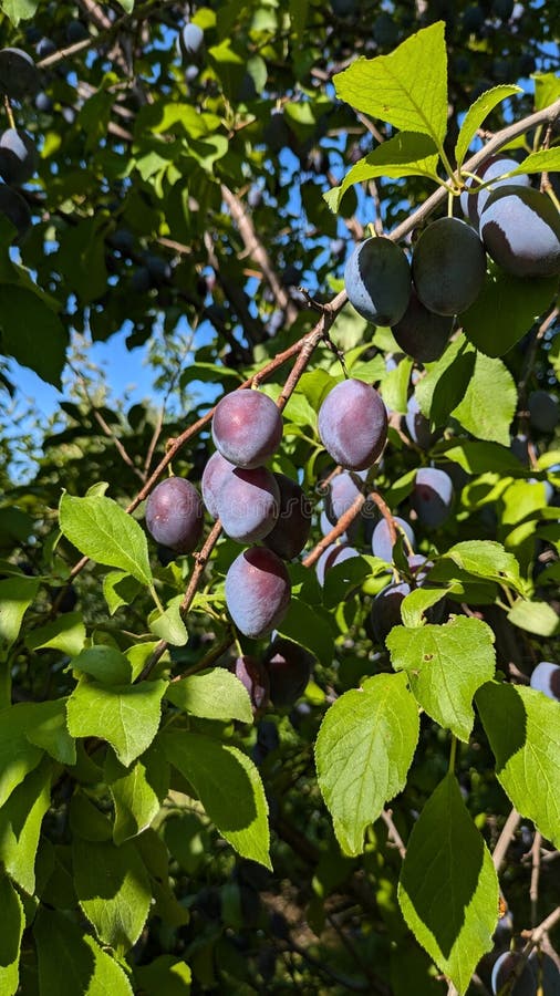 Plums in Tree Ready for Harvest Stock Image - Image of plums, tree ...