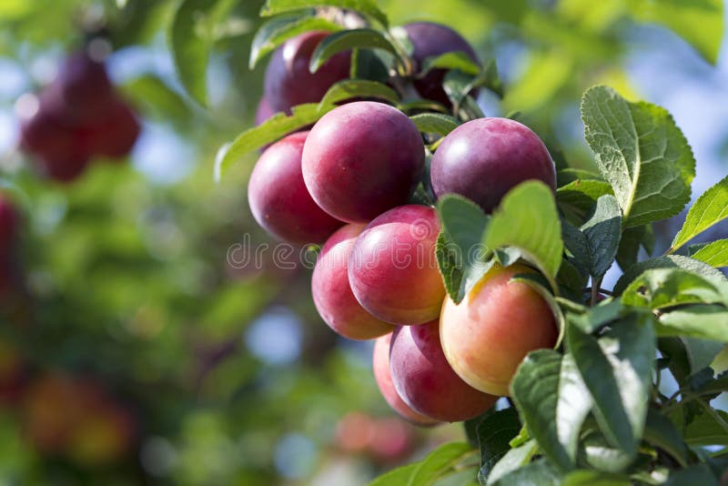 Red, Green and Yellow Apples Stock Photo - Image of agriculture, fruit: 40612492