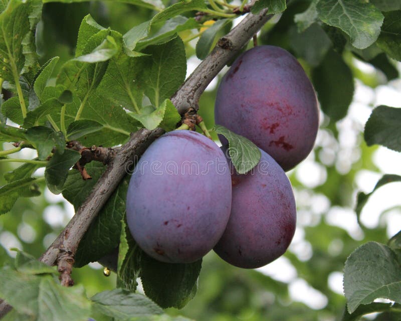 Plums on a tree stock image. Image of produce, garden - 96085171