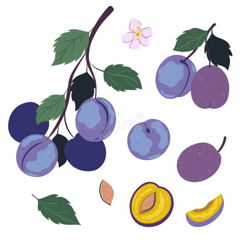 Plums, Twigs, Leaves Isolated on White Background. Vector Graphics ... Plums, Twigs, Leaves Isolated on White Background. Vector Graphics ...