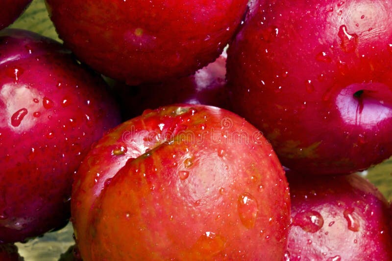 Red washed fresh plums stock image. Image of drops, prunes - 12550971