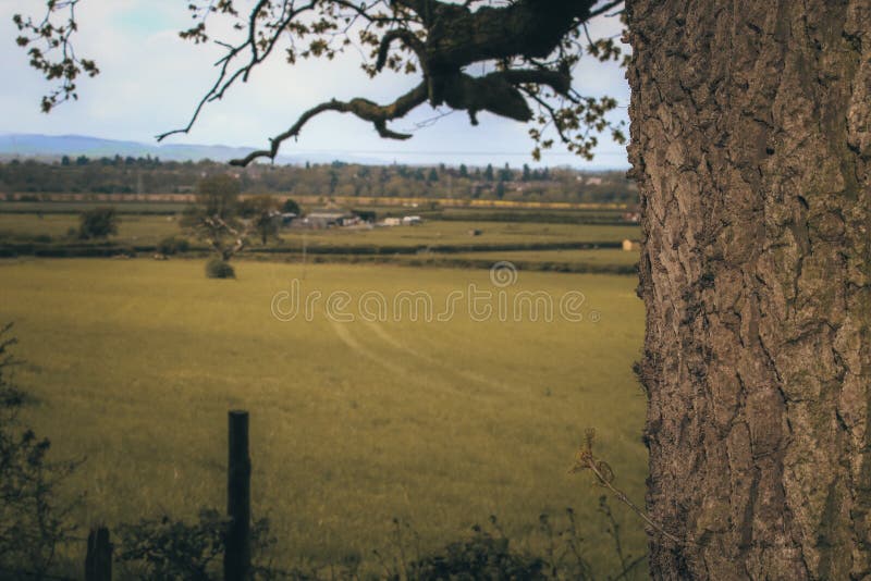 Plunked Tree Stock Photos - Free & Royalty-Free Stock Photos from ...