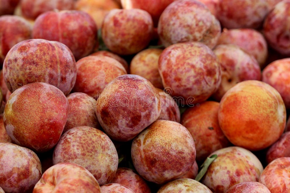 Pluot Dapple Dandy, Prunus 'Dapple Dandy' Stockbild - Bild von rosa ...
