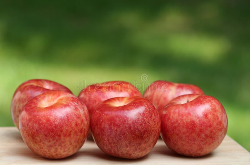 Pluot Plums stock photo. Image of summer, apricot, delicious - 3028434