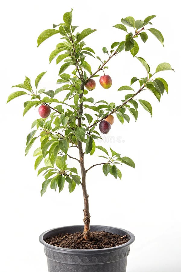 Pluot Tree Stock Illustrations – 9 Pluot Tree Stock Illustrations ...