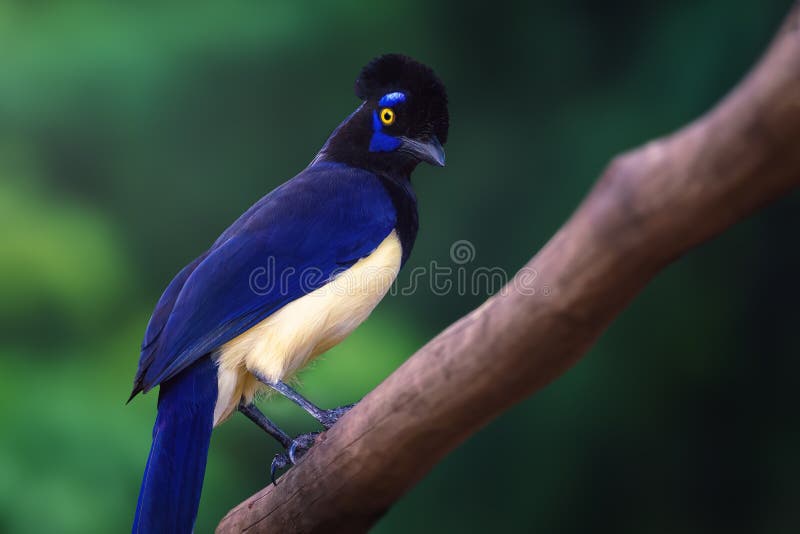 Plush-crested Jay bird stock image. Image of perching - 299643993