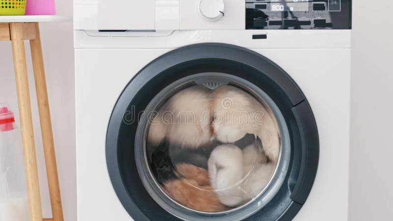 Plush Toys Rolling Inside of Washing Machine Stock Video - Video of ...