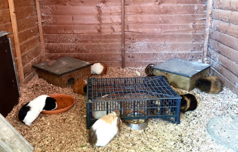 Beaucoup De Cobayes Mangeant De La Nourriture Image stock - Image du ...